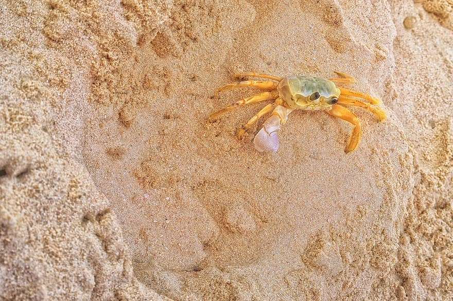 Crustacee-caracteristici - zTp.ro Urmărește aici știri, videoclipuri ...