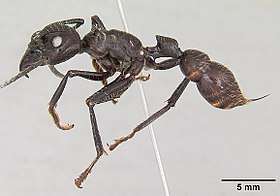 CEA MAI PERICULOASA INSECTA-FURNICA GLONT - zTp.ro Urmărește aici știri ...